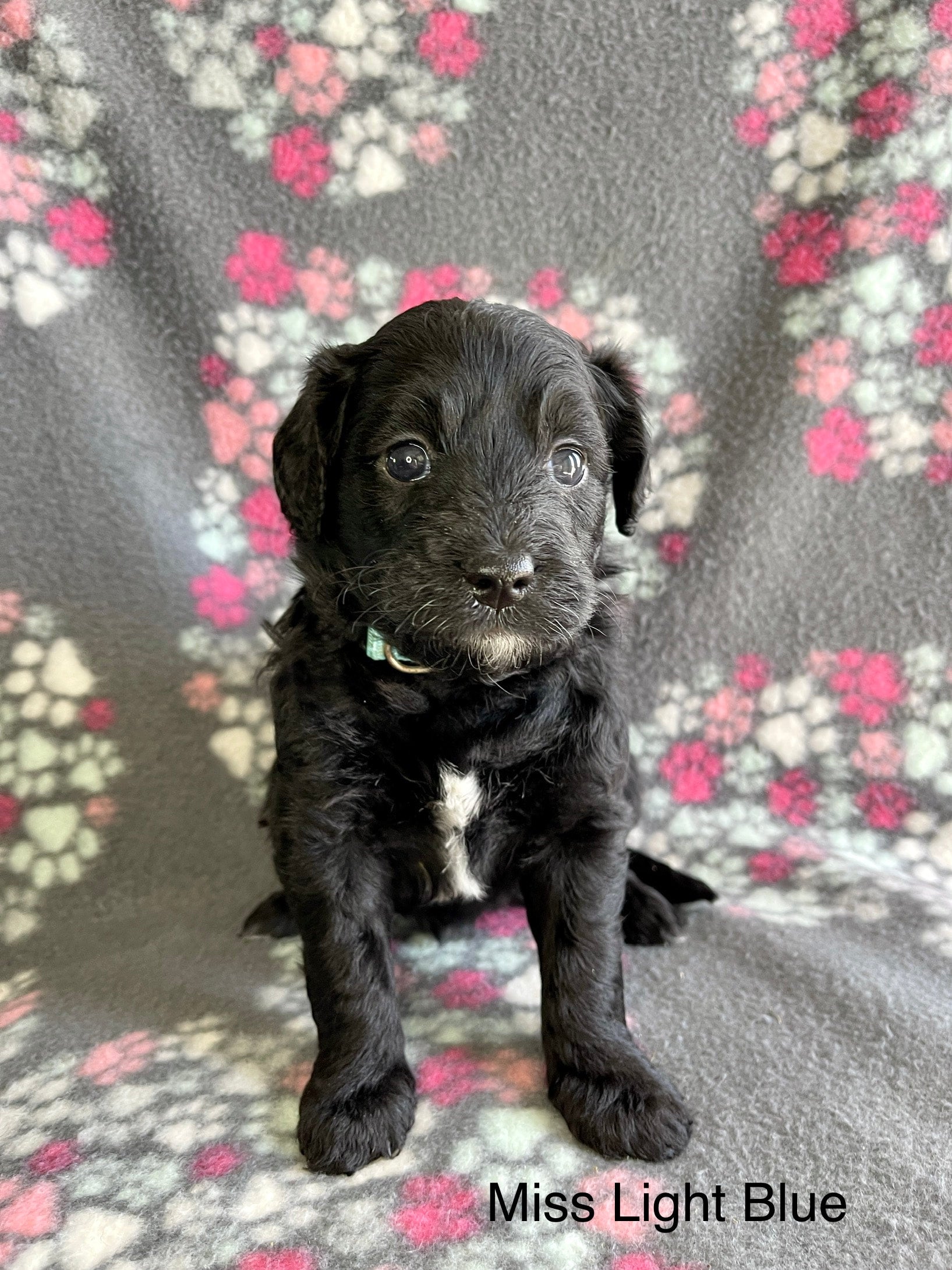 Black Mini Goldendoodle